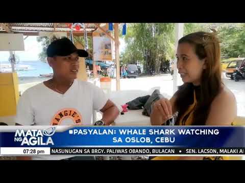 #Pasyalan: Whale shark watching sa Oslob, Cebu - Eagle News