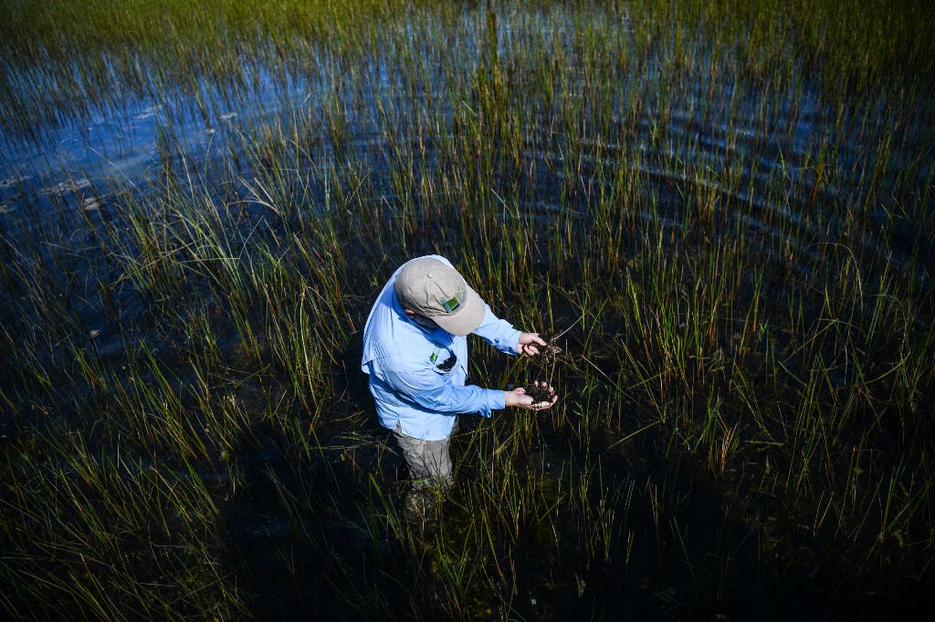 Climate change threatens the Everglades, Florida's gem
