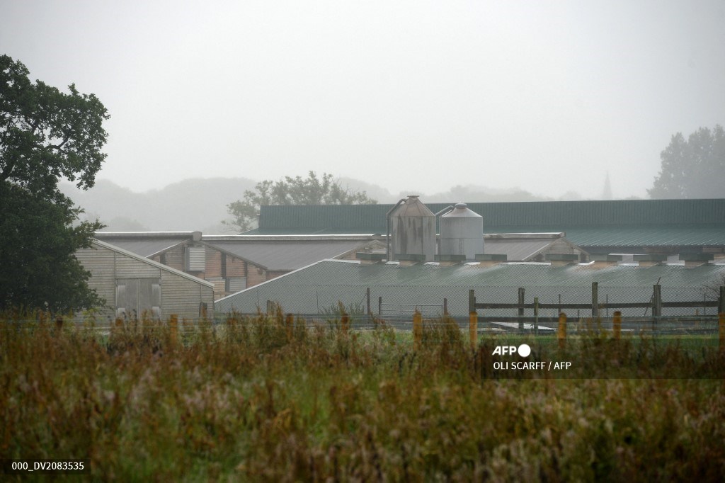 England orders all poultry and captive birds to be kept indoors