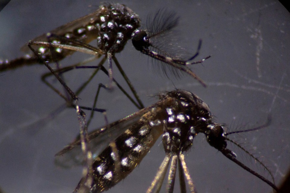 Dengue treatment advances in animal trials