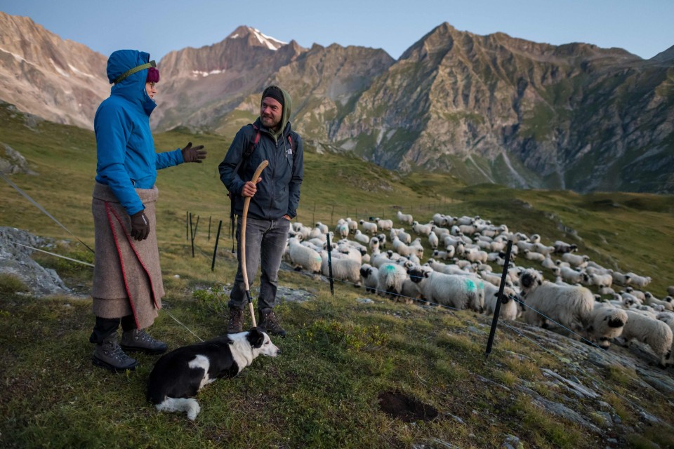 Crying wolf to save livestock and their predator